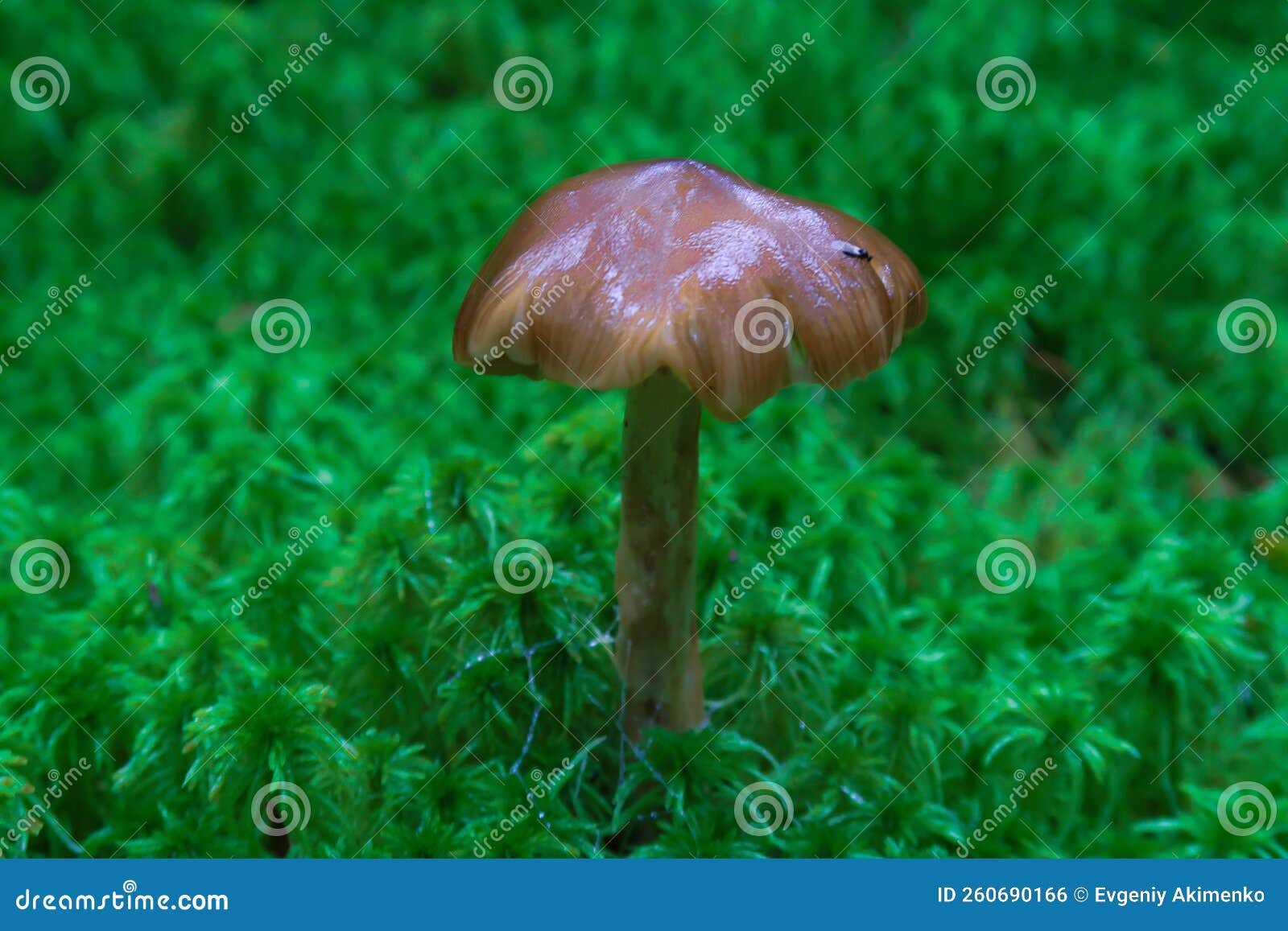 Hongos en el bosque cerca foto de archivo. Imagen de planta - 260690166