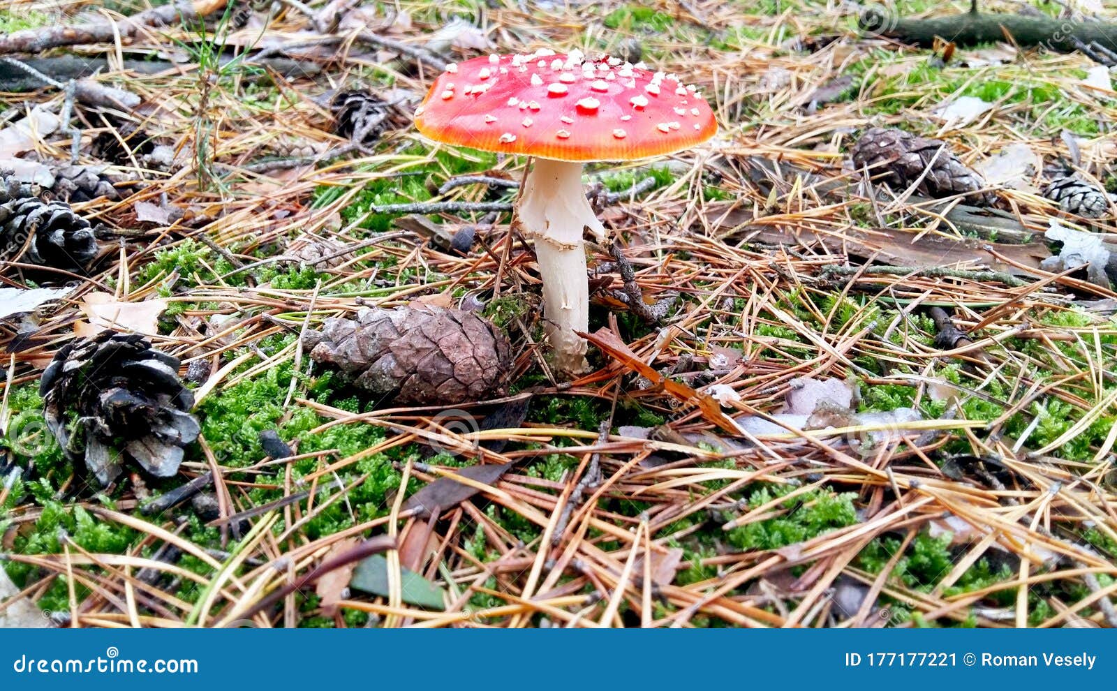 Hongos en el bosque imagen de archivo. Imagen de seta - 177177221