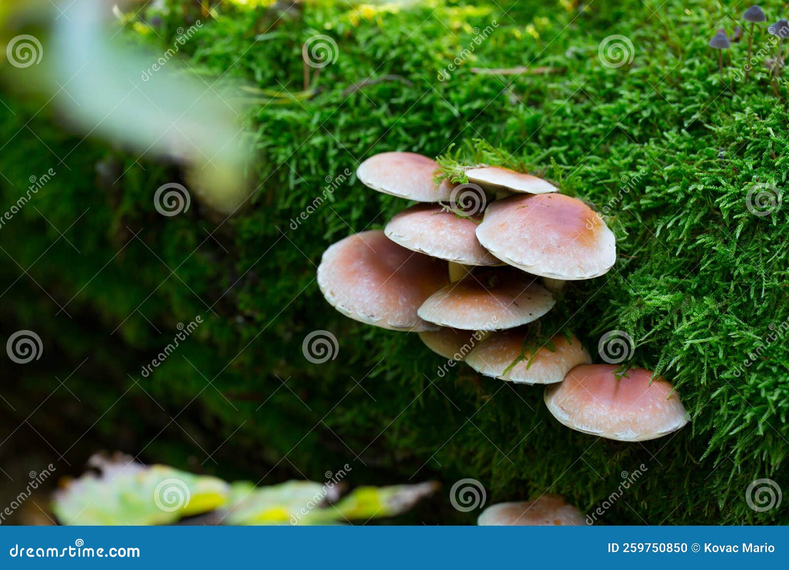 Hongos en el bosque foto de archivo. Imagen de primer - 259750850