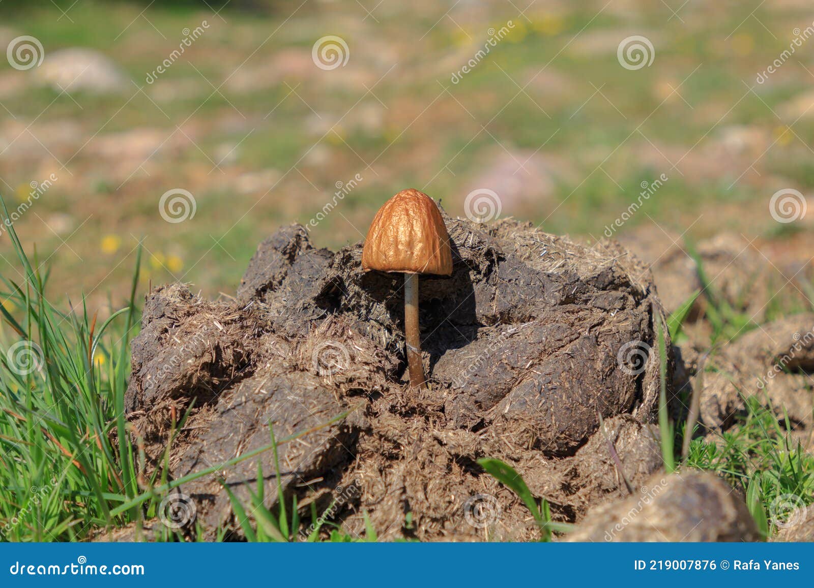 Hongos en la caca de vaca foto de archivo. Imagen de travieso - 219007876