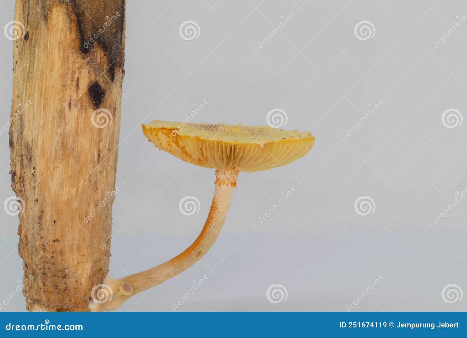 Hongos En La Madera Podrida Imagen de archivo - Imagen de planta, seta ...