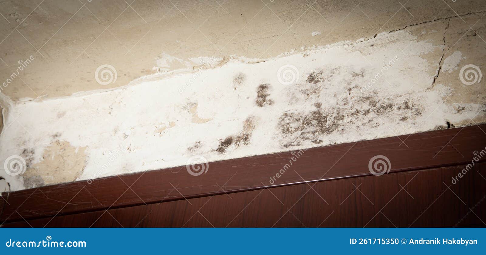 Hongos en la pared en casa foto de archivo. Imagen de alergia - 261715350