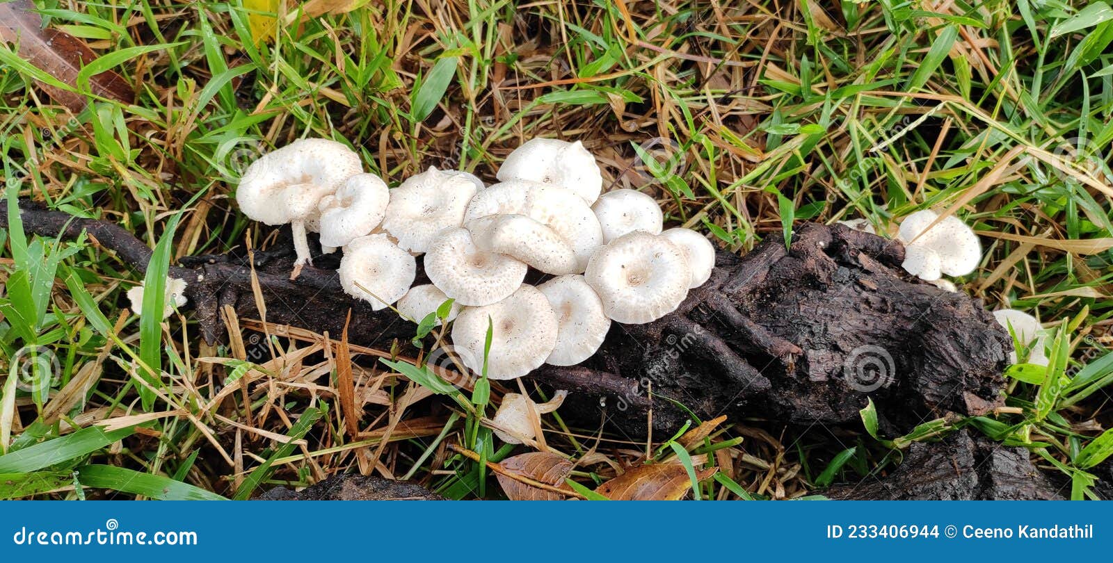 Hongos en madera podrida foto de archivo. Imagen de seta - 233406944