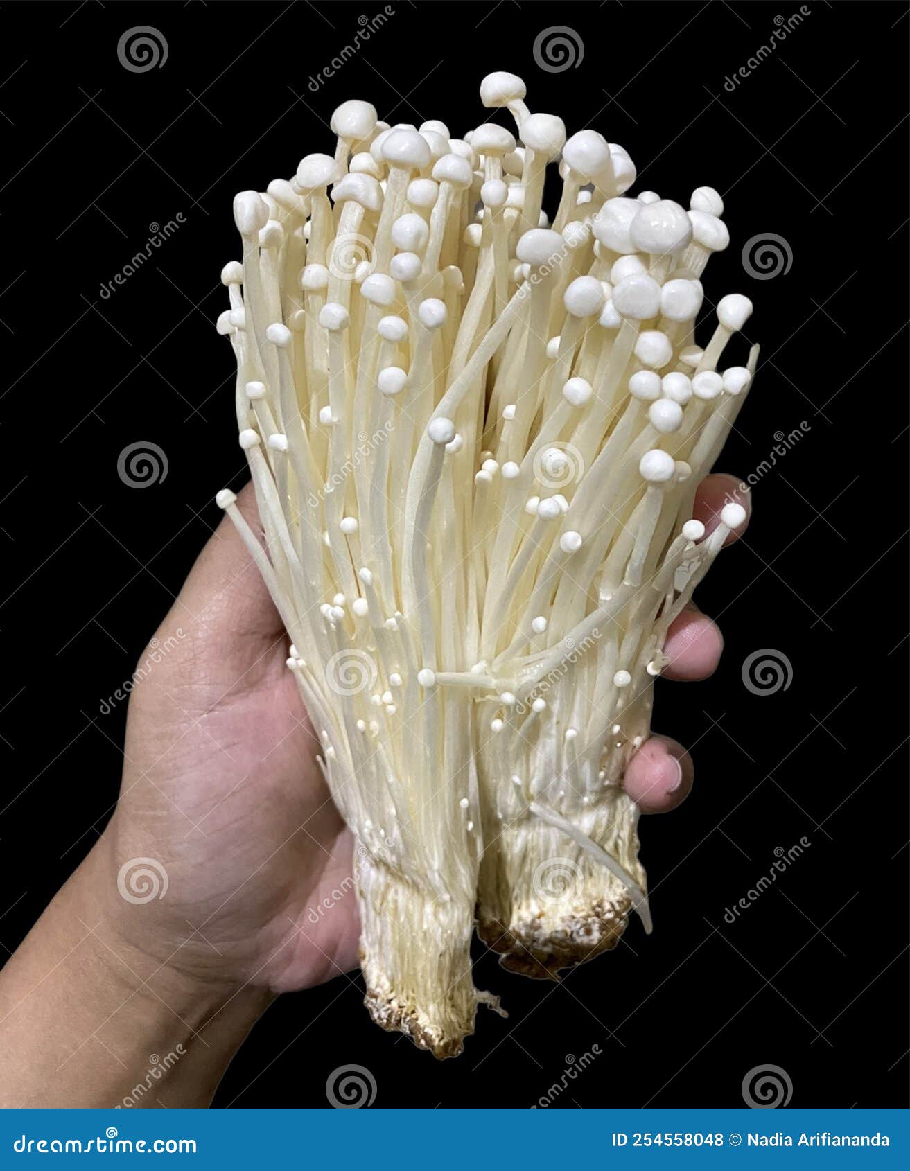 Hongos enoki foto de archivo. Imagen de seta, mano, setas - 254558048