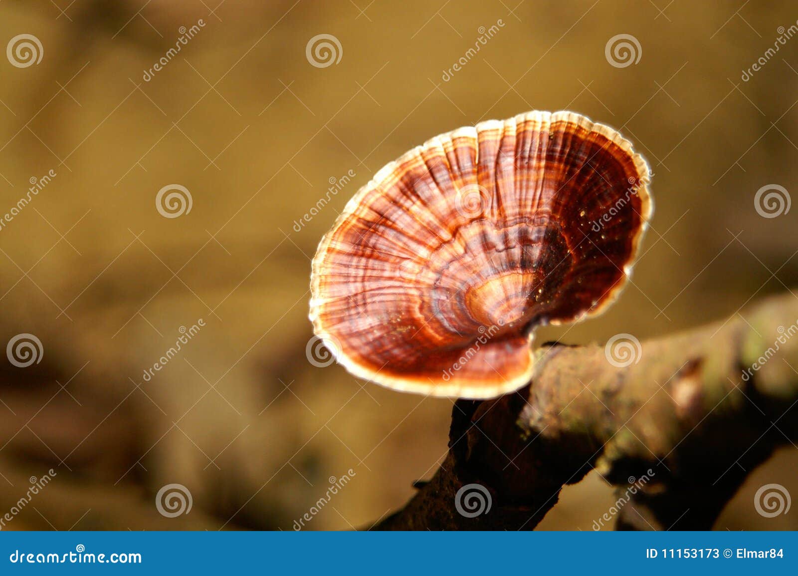 Hongos gigantes imagen de archivo. Imagen de asia, lluvia - 11153173