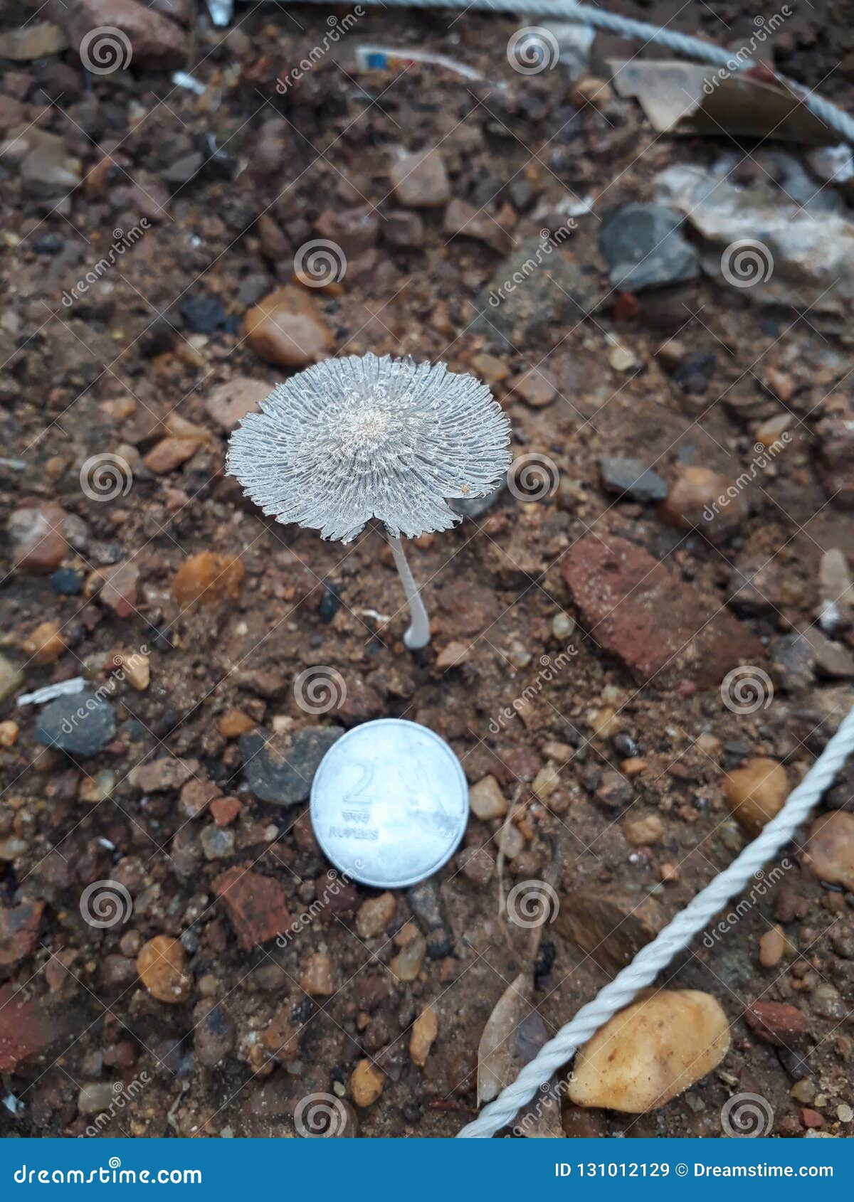 Hongos hermosos imagen de archivo. Imagen de cara, hermoso - 131012129