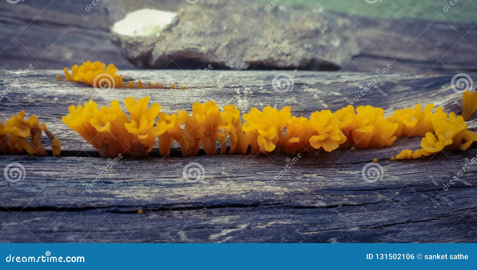 Hongos hermosos foto de archivo. Imagen de hongos, amarillo - 131502106