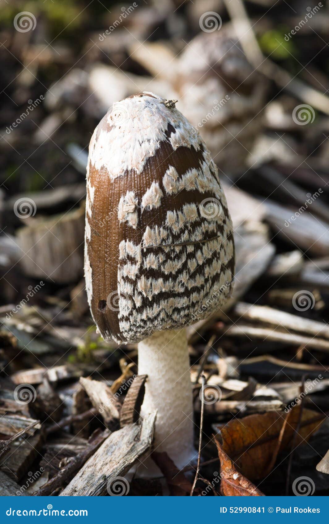 Hongos - Hongo De La Urraca - Coprinus Picaceus Imagen de archivo ...