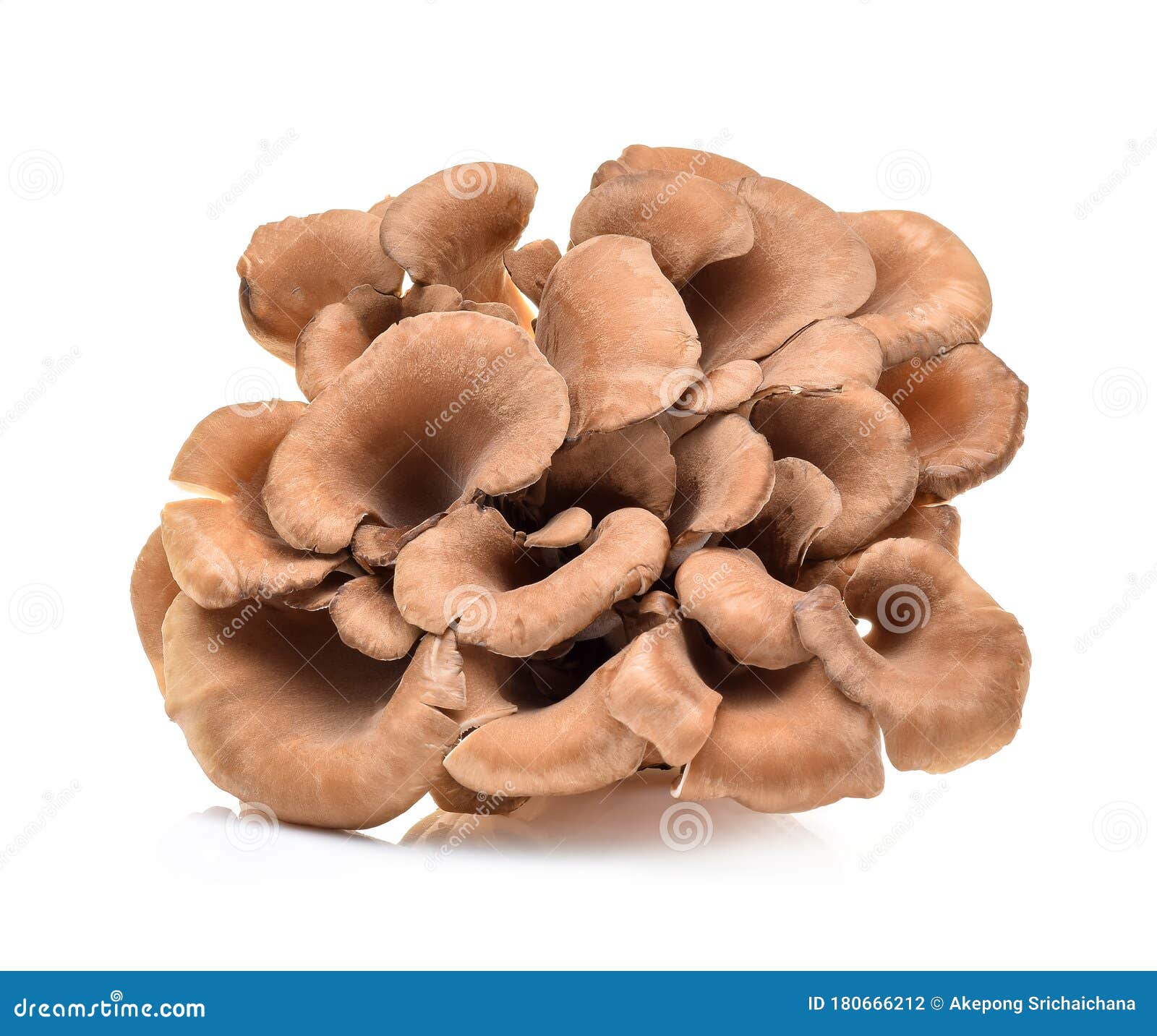 Hongos Maitake De Fondo Blanco Foto de archivo - Imagen de crudo ...