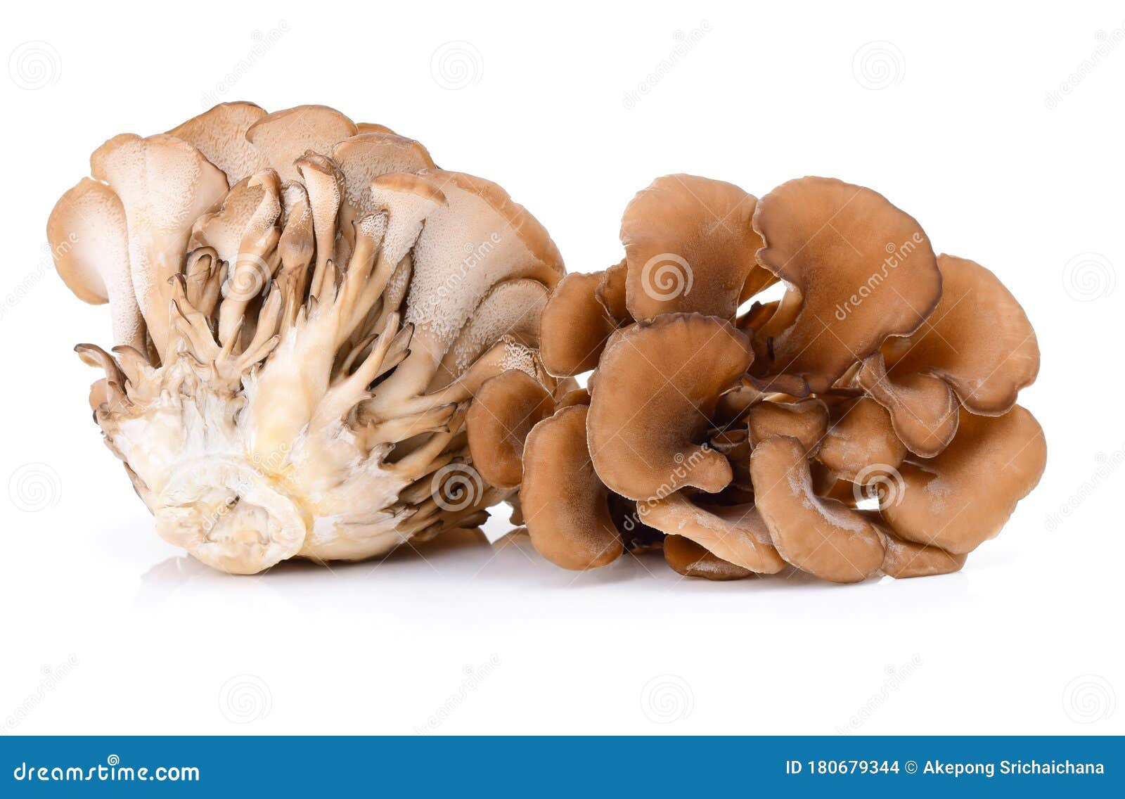 Hongos Maitake De Fondo Blanco Foto de archivo - Imagen de copia ...
