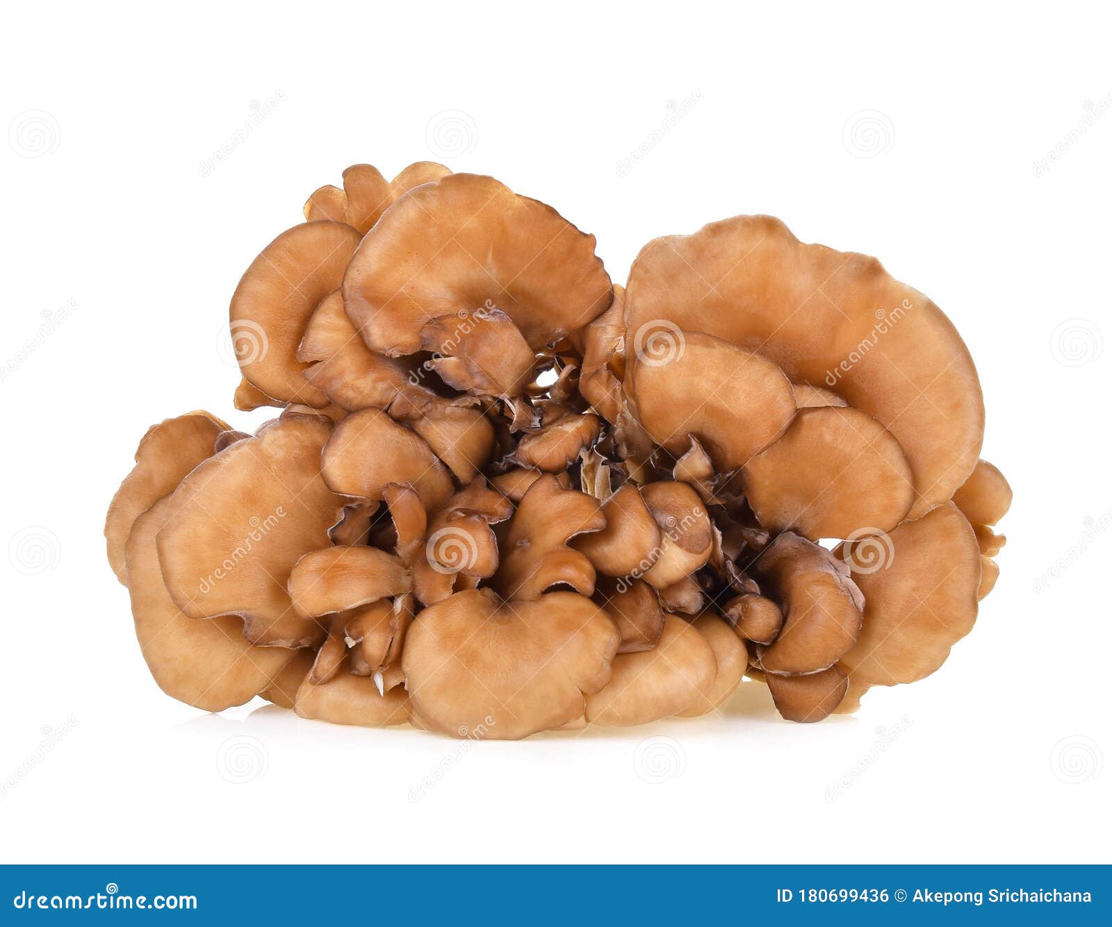Hongos Maitake De Fondo Blanco Foto de archivo - Imagen de forraje ...