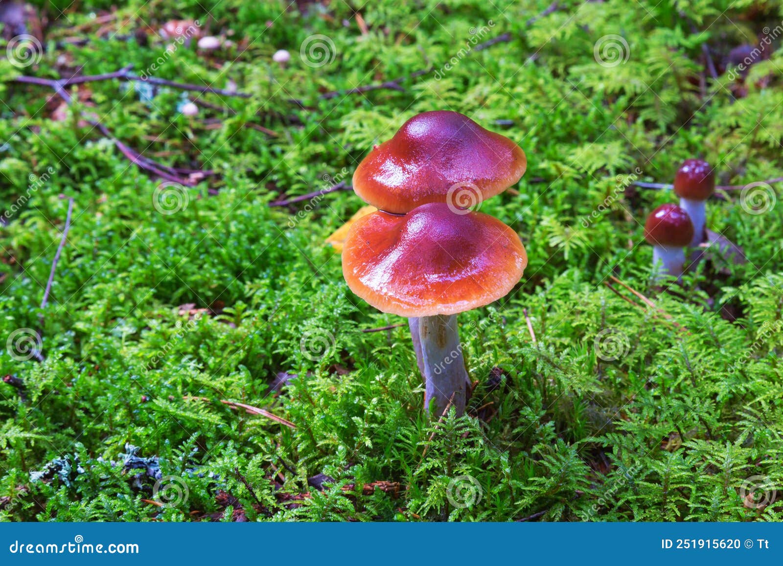 Hongos Marrones Creciendo En Musgo Foto de archivo - Imagen de maderas ...