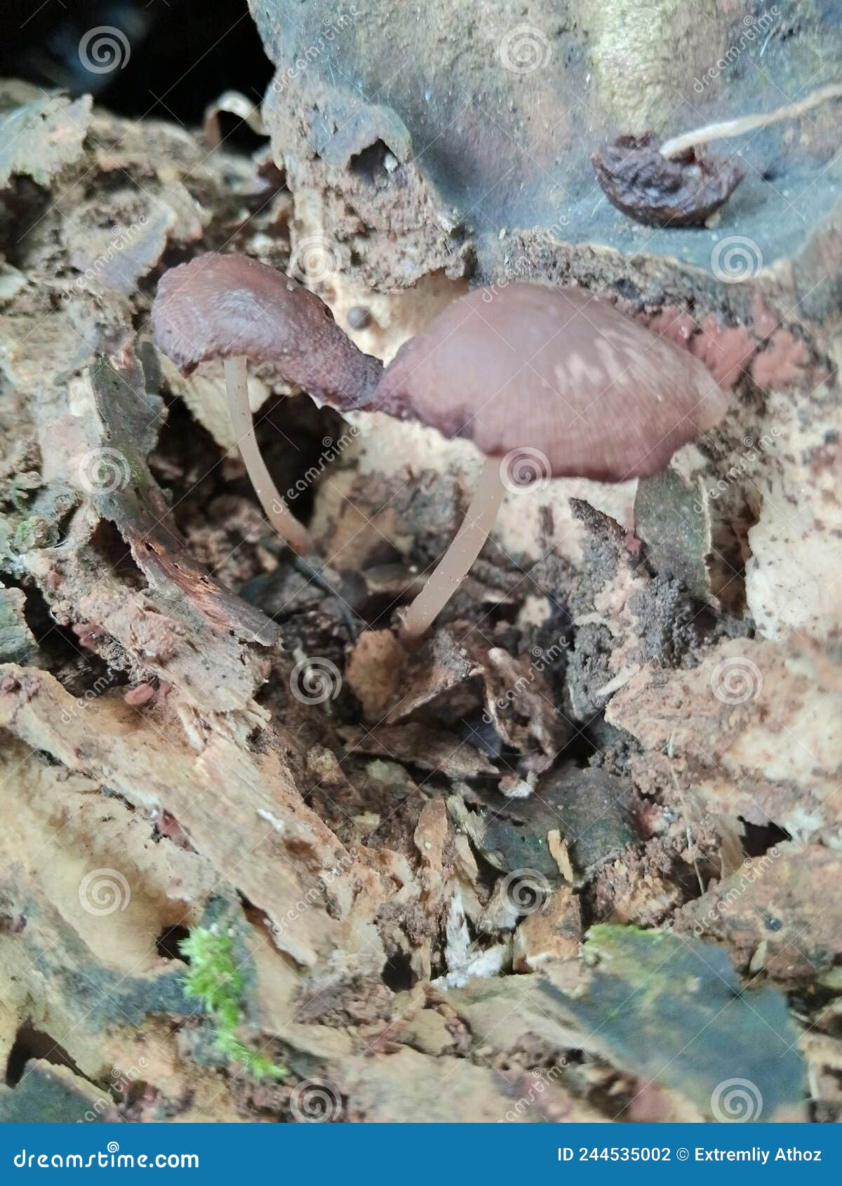 Hongos raros en el bosque. foto de archivo. Imagen de animal - 244535002