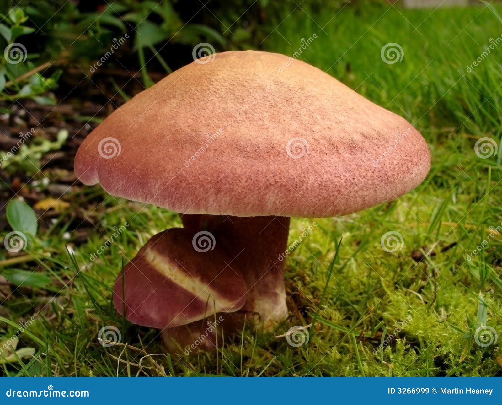 Hongos rojos imagen de archivo. Imagen de hongo, madera - 3266999