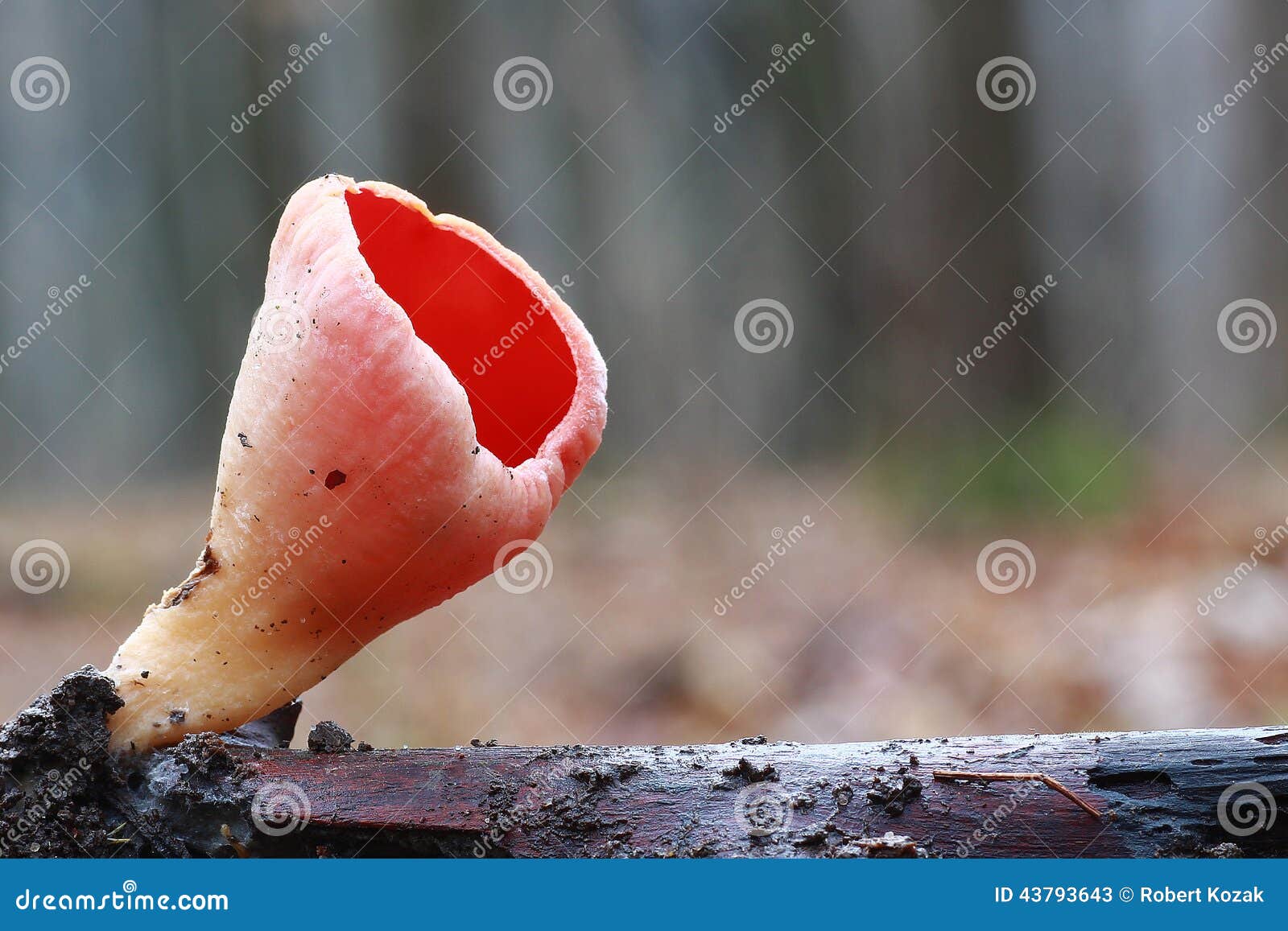 Hongos rojos imagen de archivo. Imagen de setas, hongos - 43793643
