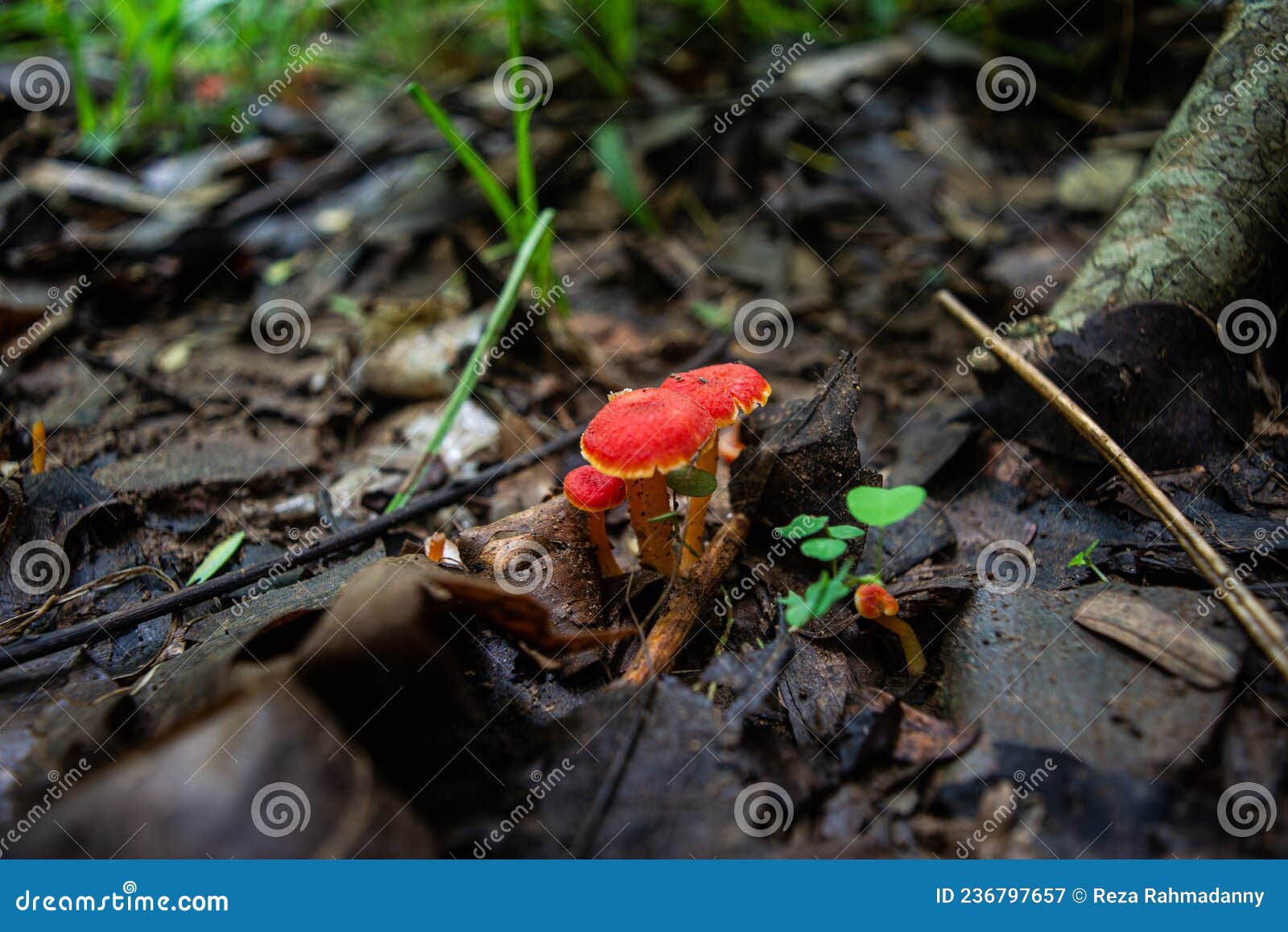 Hongos rojos en el suelo imagen de archivo. Imagen de rojo - 236797657
