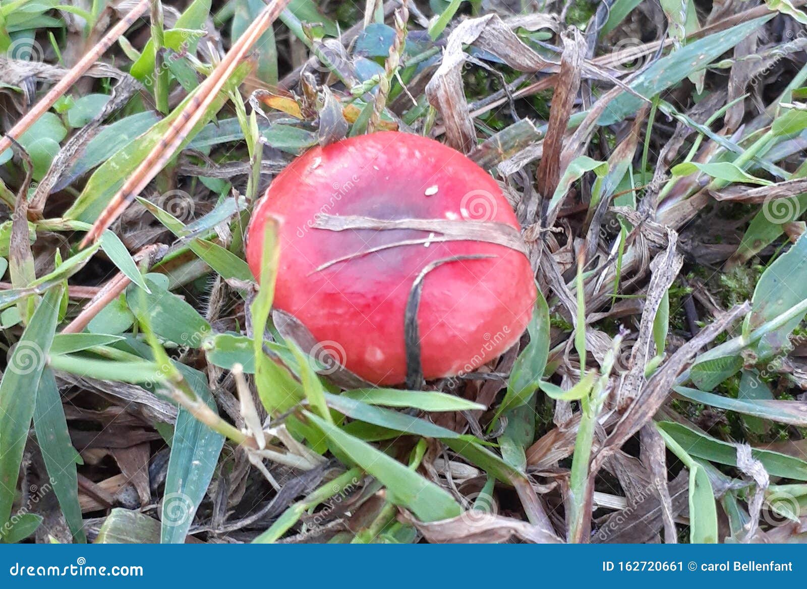 Hongos Hongos Rosas Comestibles Naturales Imagen de archivo - Imagen de ...