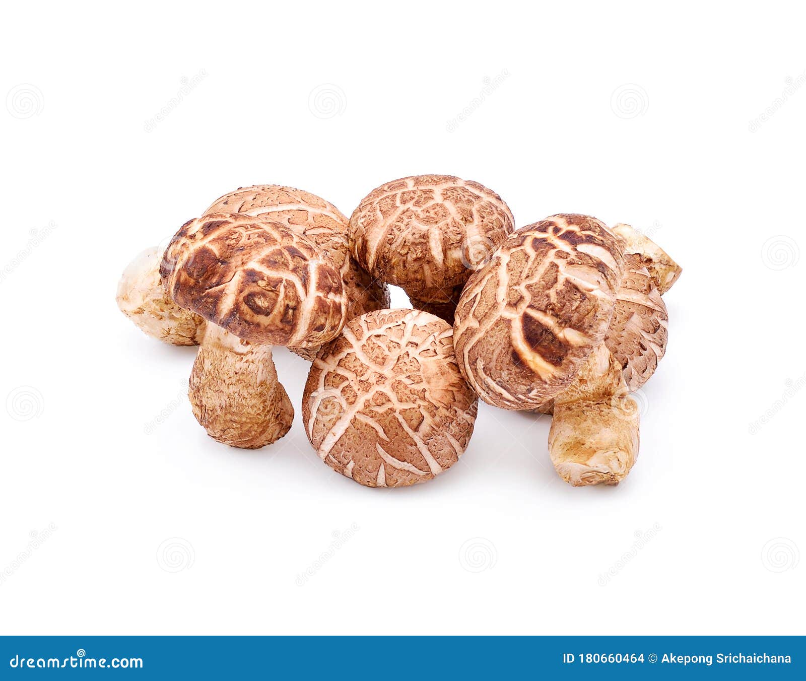 Hongos Shiitake De Fondo Blanco Foto de archivo - Imagen de alimento ...