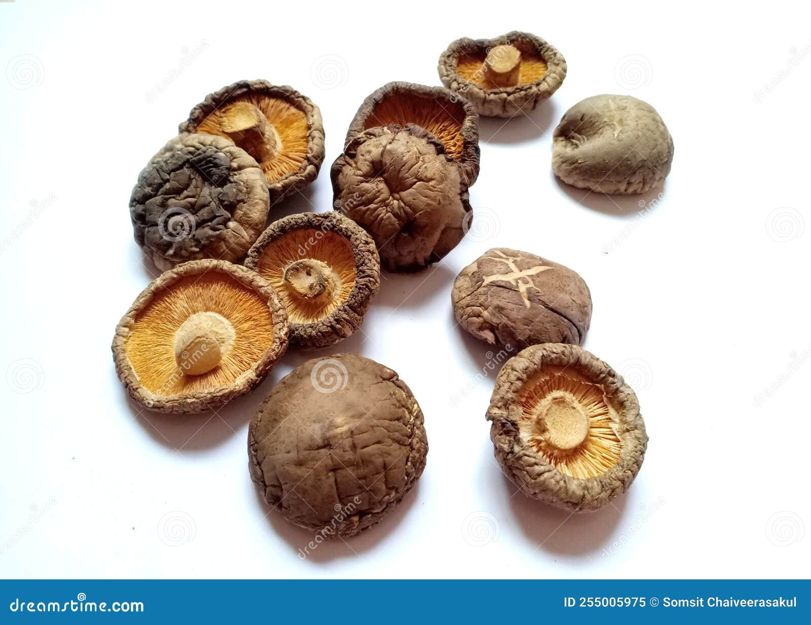 Hongos shiitake secos imagen de archivo. Imagen de seco - 255005975