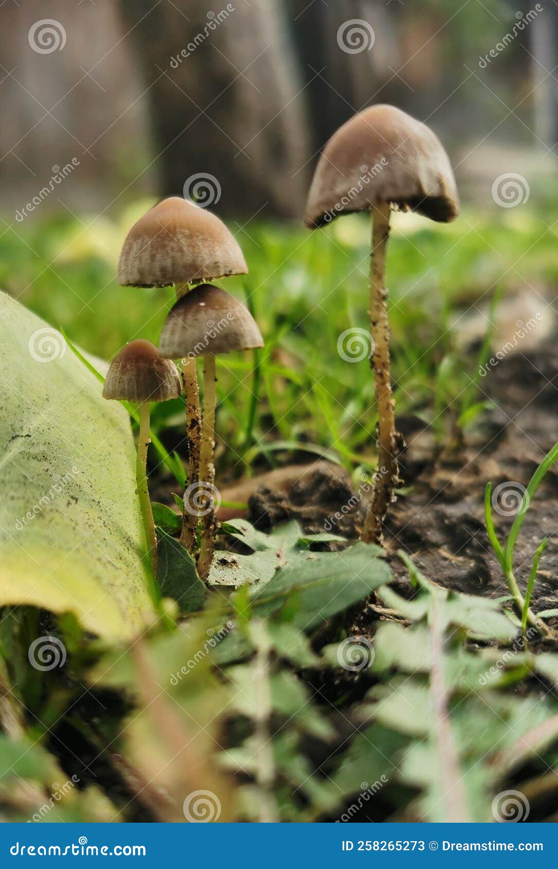 Hongos verdes naturales imagen de archivo. Imagen de hierba - 258265273