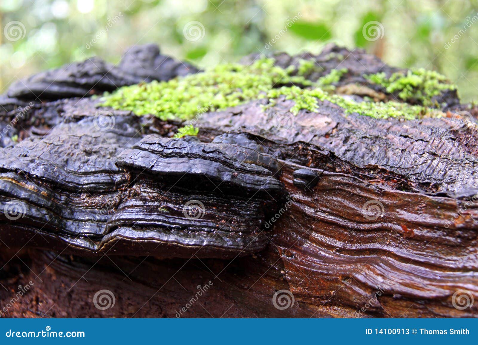 Hongos y musgo de corchete imagen de archivo. Imagen de outdoor - 14100913