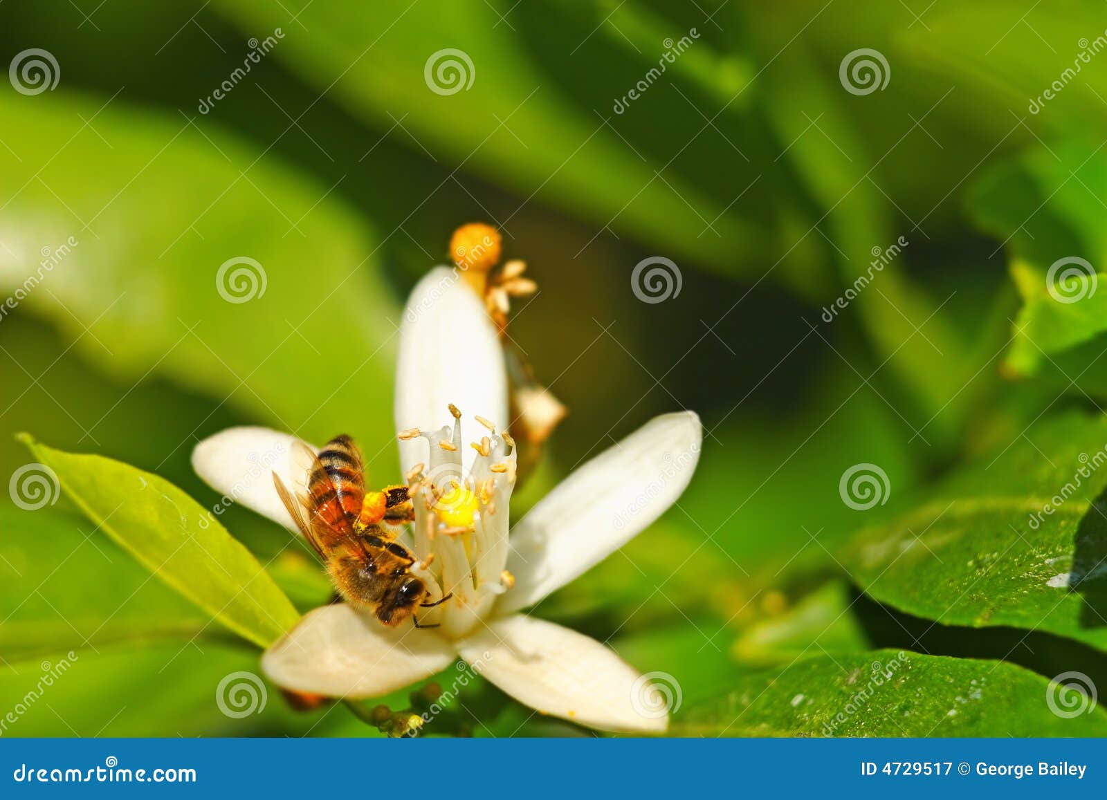 Honig-Biene stockbild. Bild von makro, honig, programmfehler - 4729517