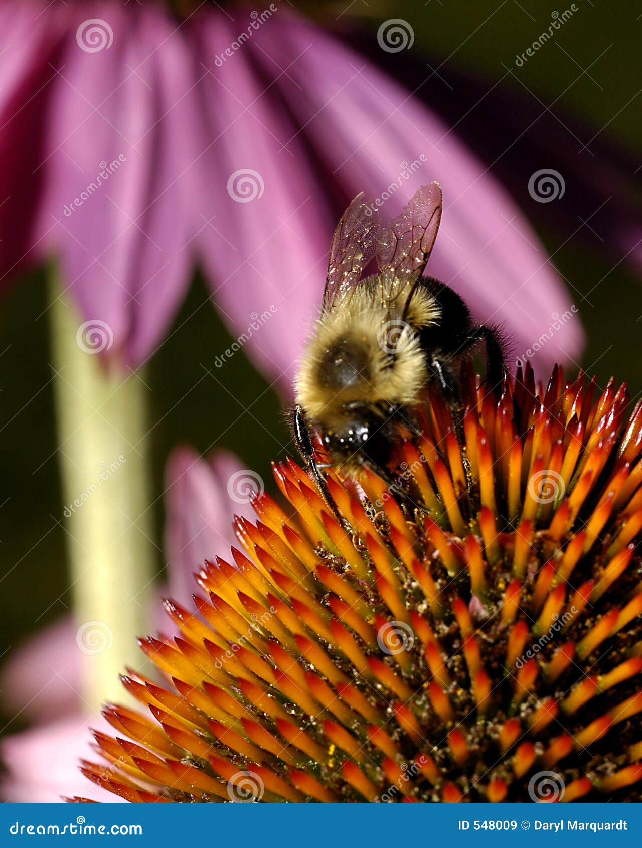 Honig-Biene stockbild. Bild von honig, makro, biene, blütenstaub - 548009