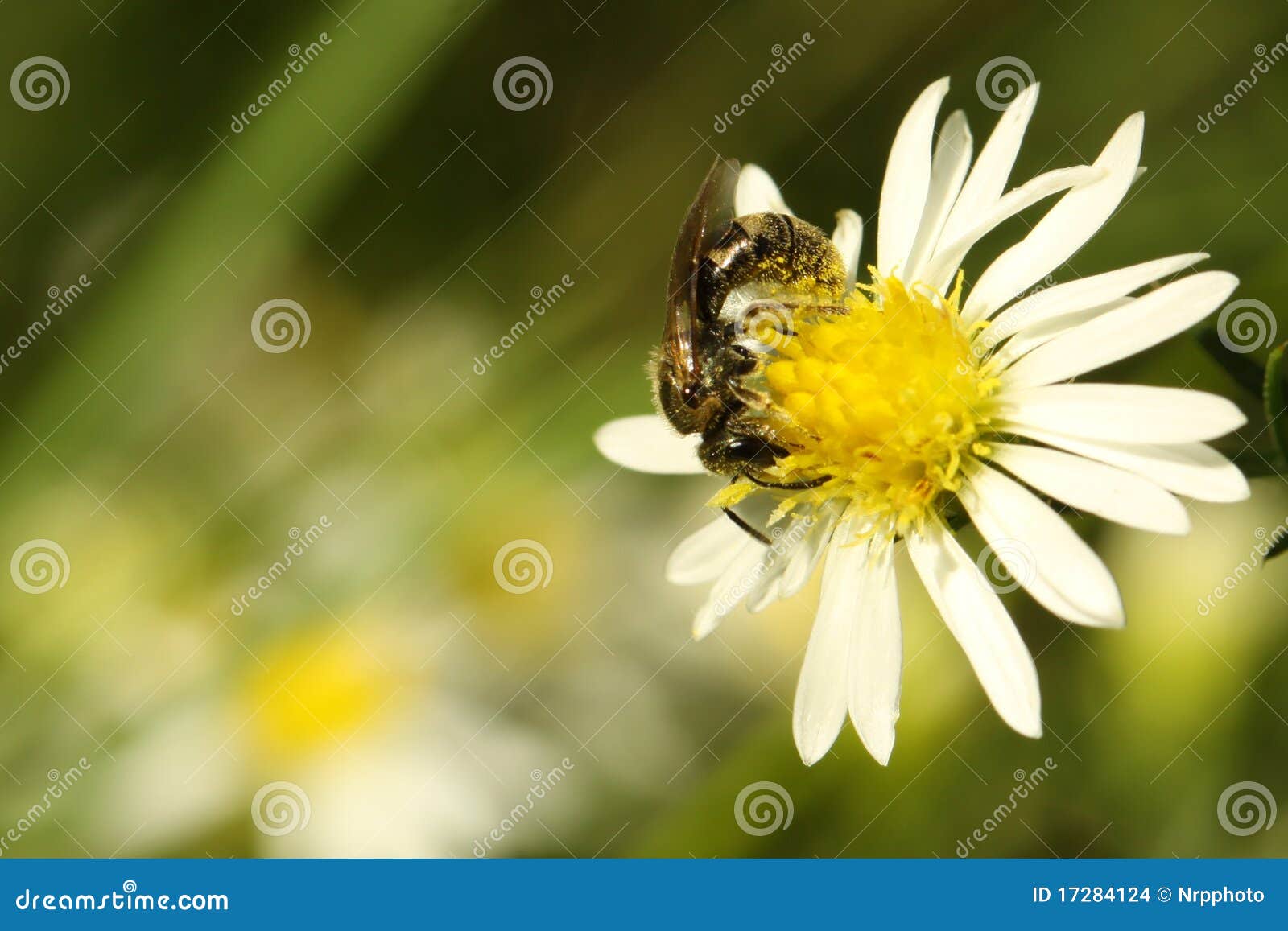 Honig-Biene (API Mellifera) Stockfoto - Bild von entomologie, biologie ...