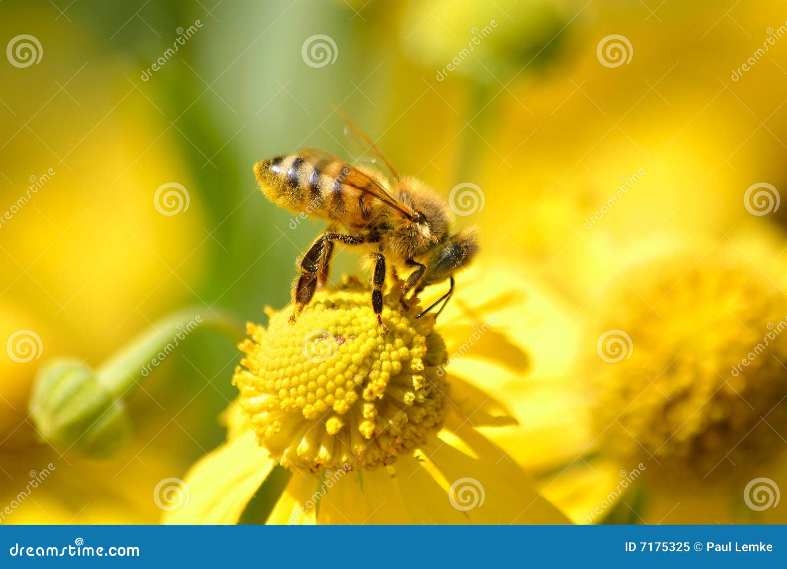 Honig-Biene, API mellifera stockbild. Bild von biologisch - 7175325