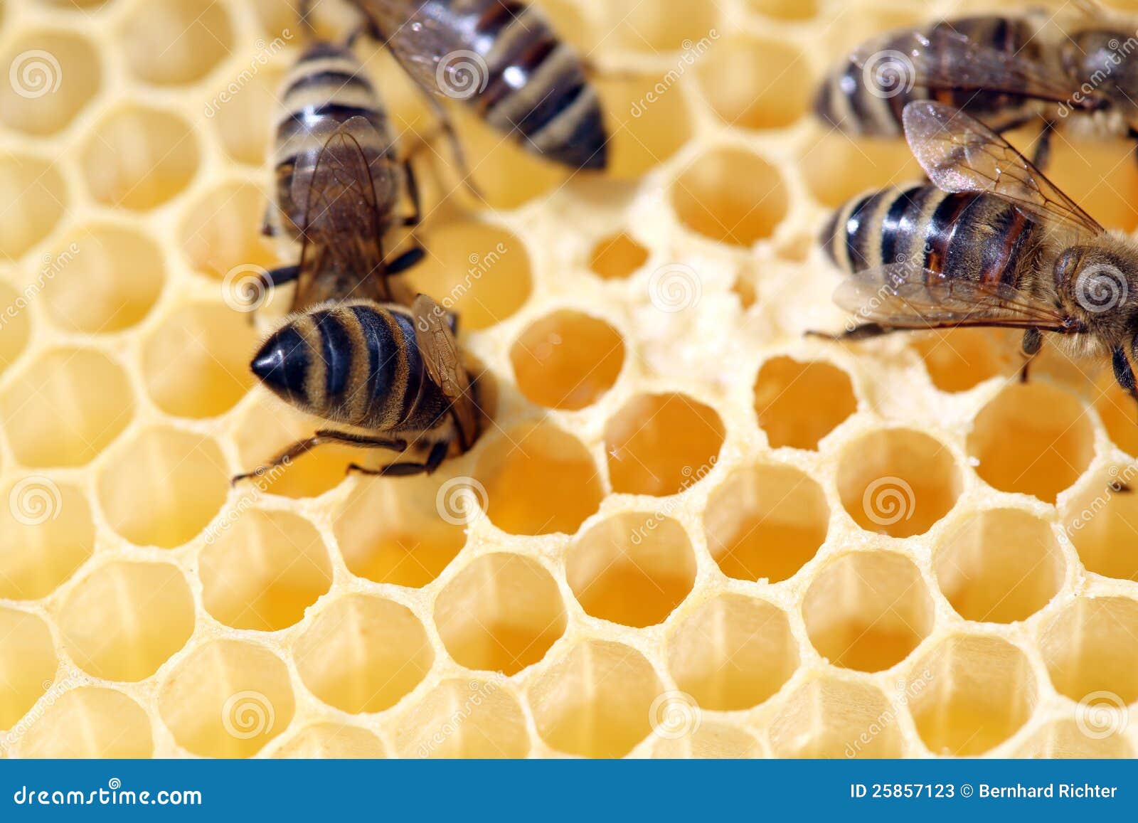 Honig-Bienen stockbild. Bild von honigbiene, biene, bienenwachs - 25857123