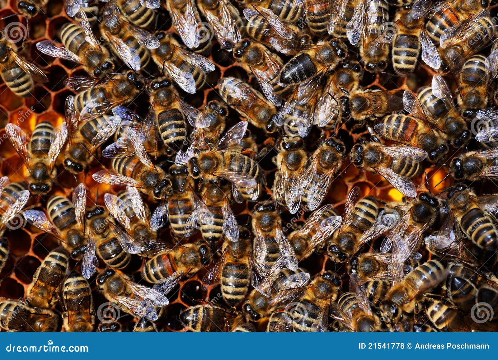 Honigbienen auf Wabe stock photo. Image of food, yellow - 21541778