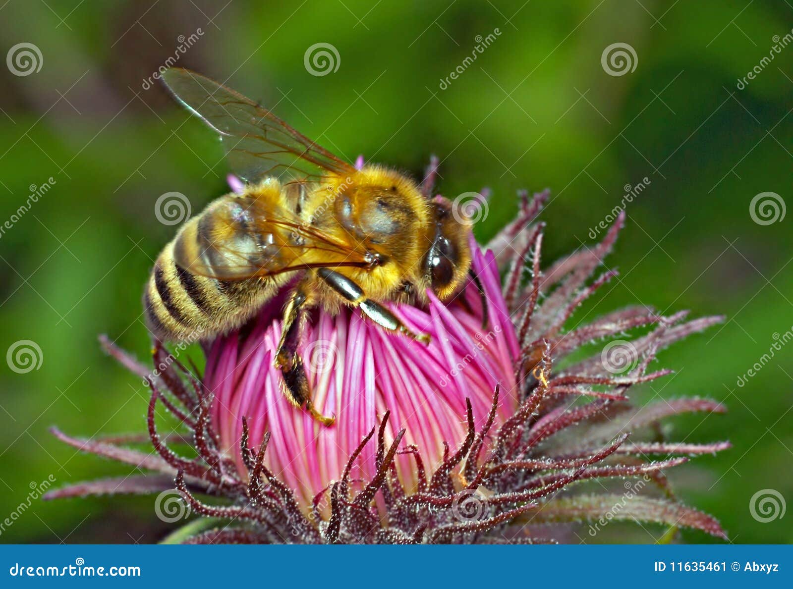 Honingbij stock afbeelding. Image of geel, insect, weide - 11635461