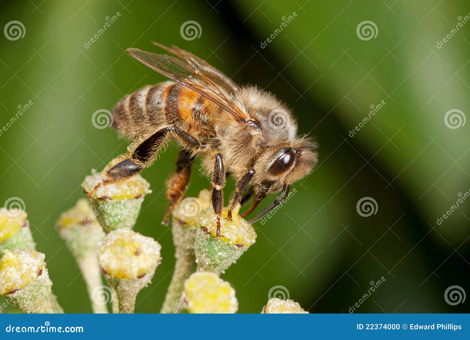 Honingbij Op De Bloem Van De Klimop Stock Foto - Image of sluit ...