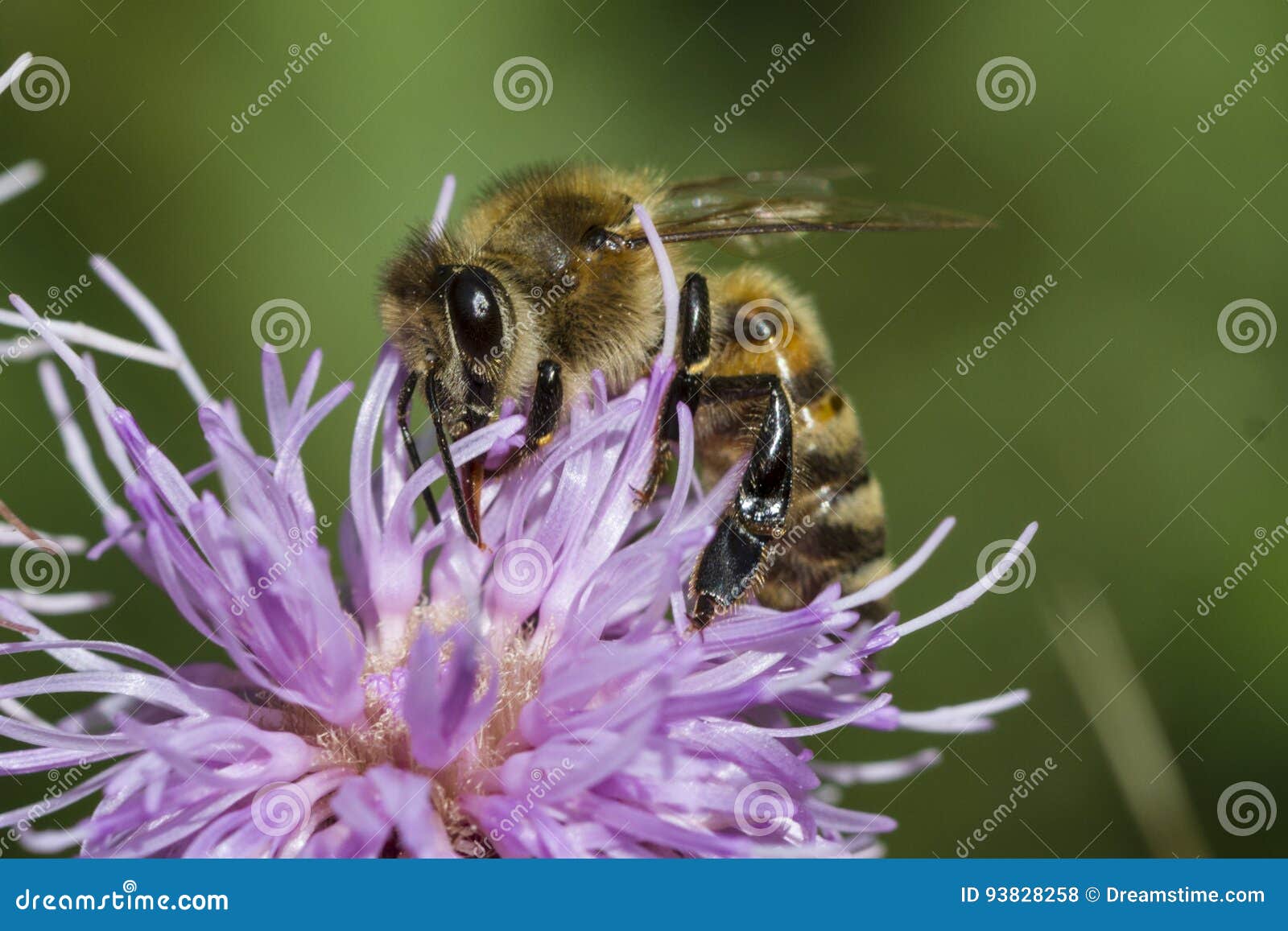 Honingbij op roze distel stock foto. Image of verzamelen - 93828258