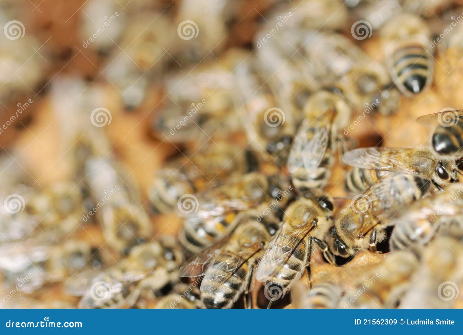 Honingbijen. stock afbeelding. Image of honingbij, bijen - 21562309
