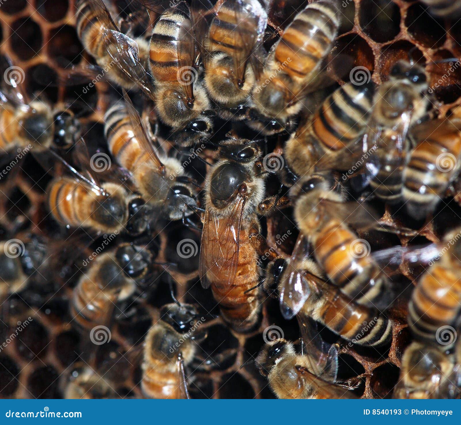 Honingbijen met koningin stock afbeelding. Image of bijen - 8540193