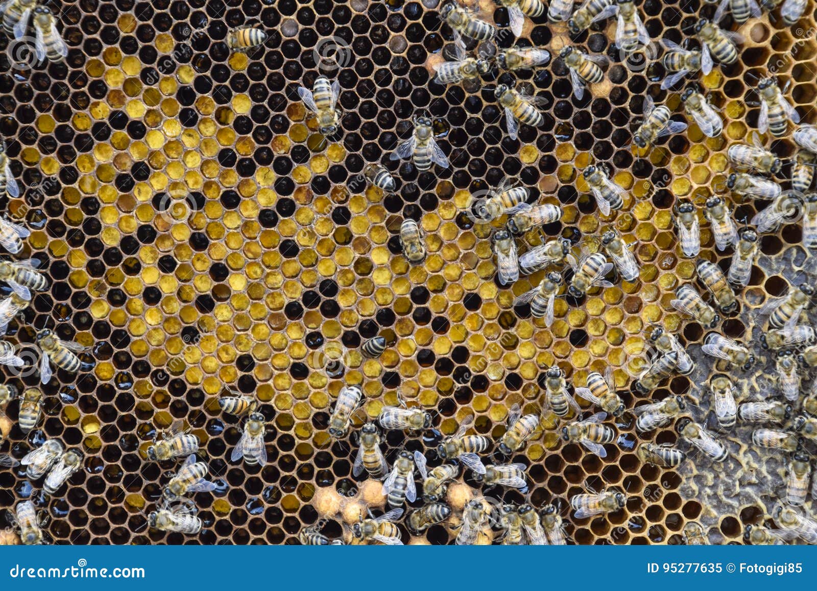 Honingbijen Op De Huisbijenstal Stock Afbeelding - Image of buiten ...