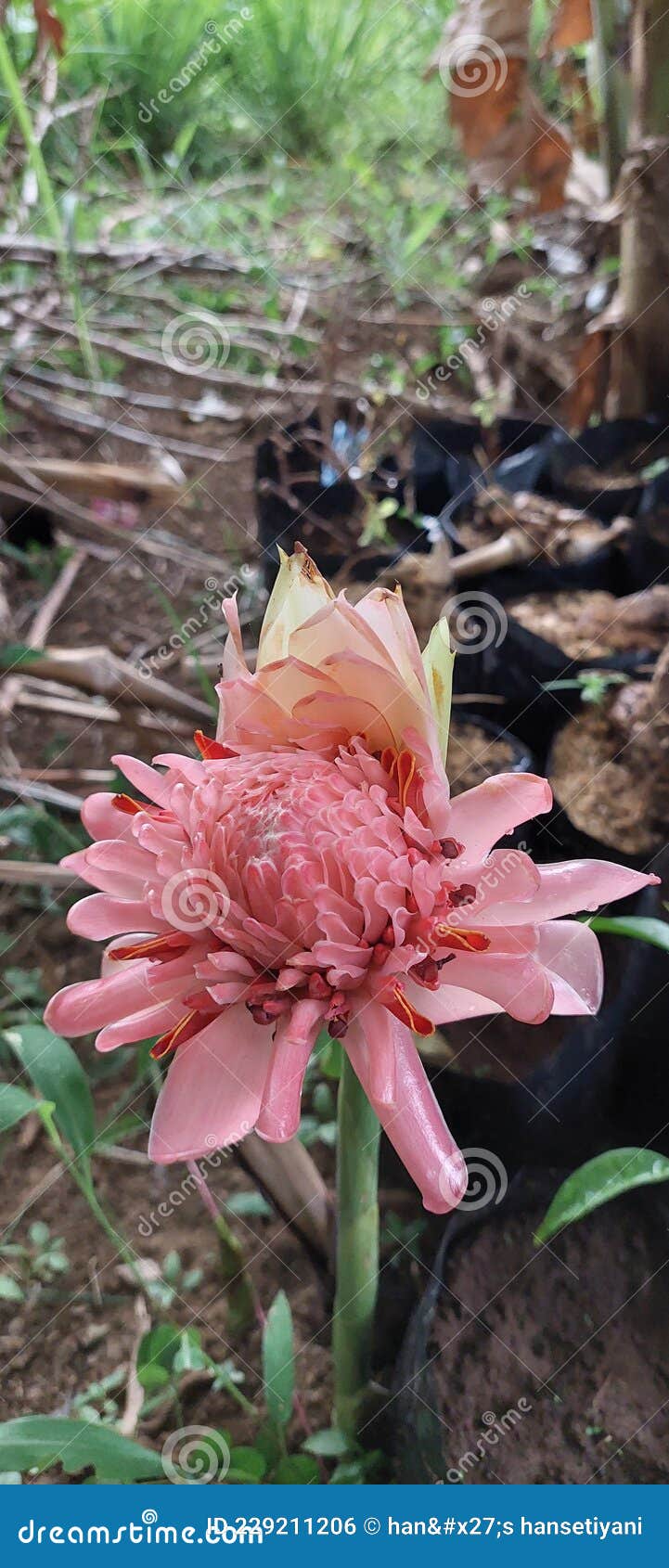 The Honje Flower Also Known As Kecombrang Flowers Stock Photo - Image ...