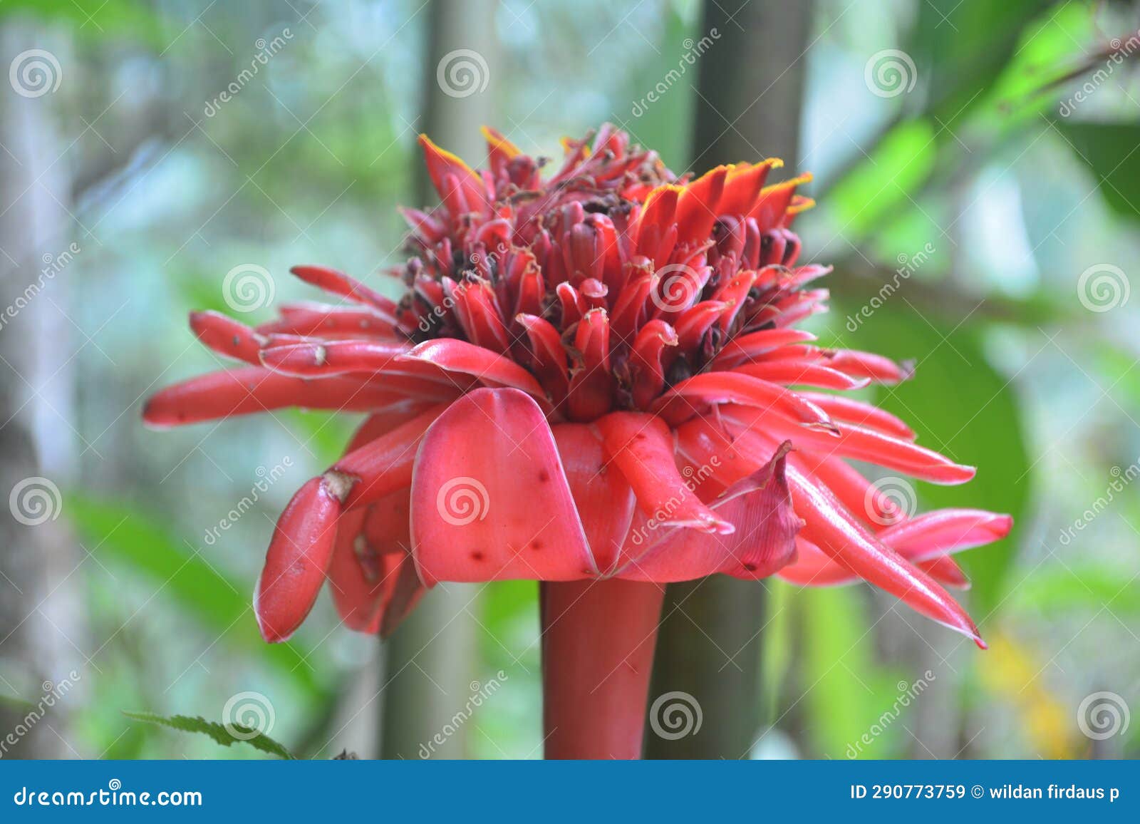 The Honje Flower is Blooming with a Blackish Red Color Stock Image ...