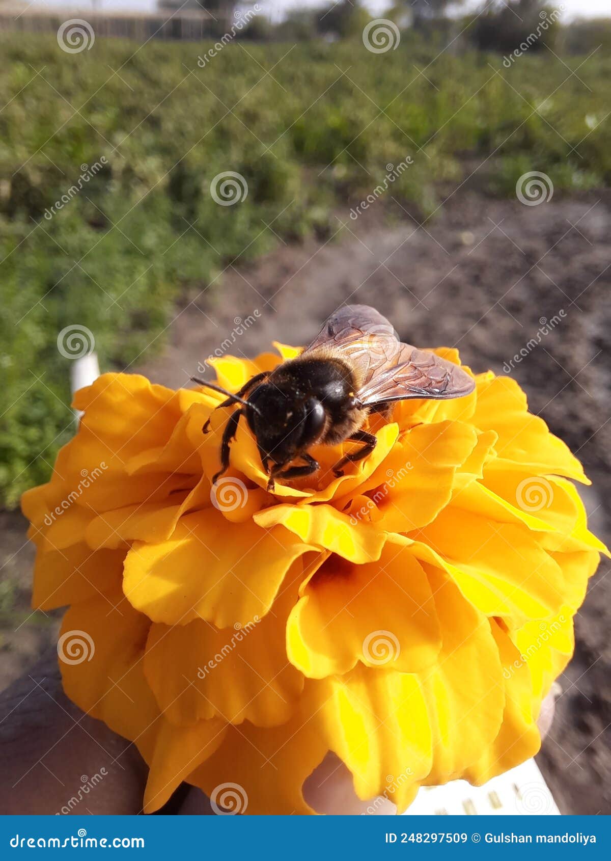 Honny Bee on Merigold Flower Stock Image - Image of wildflower, blossom ...