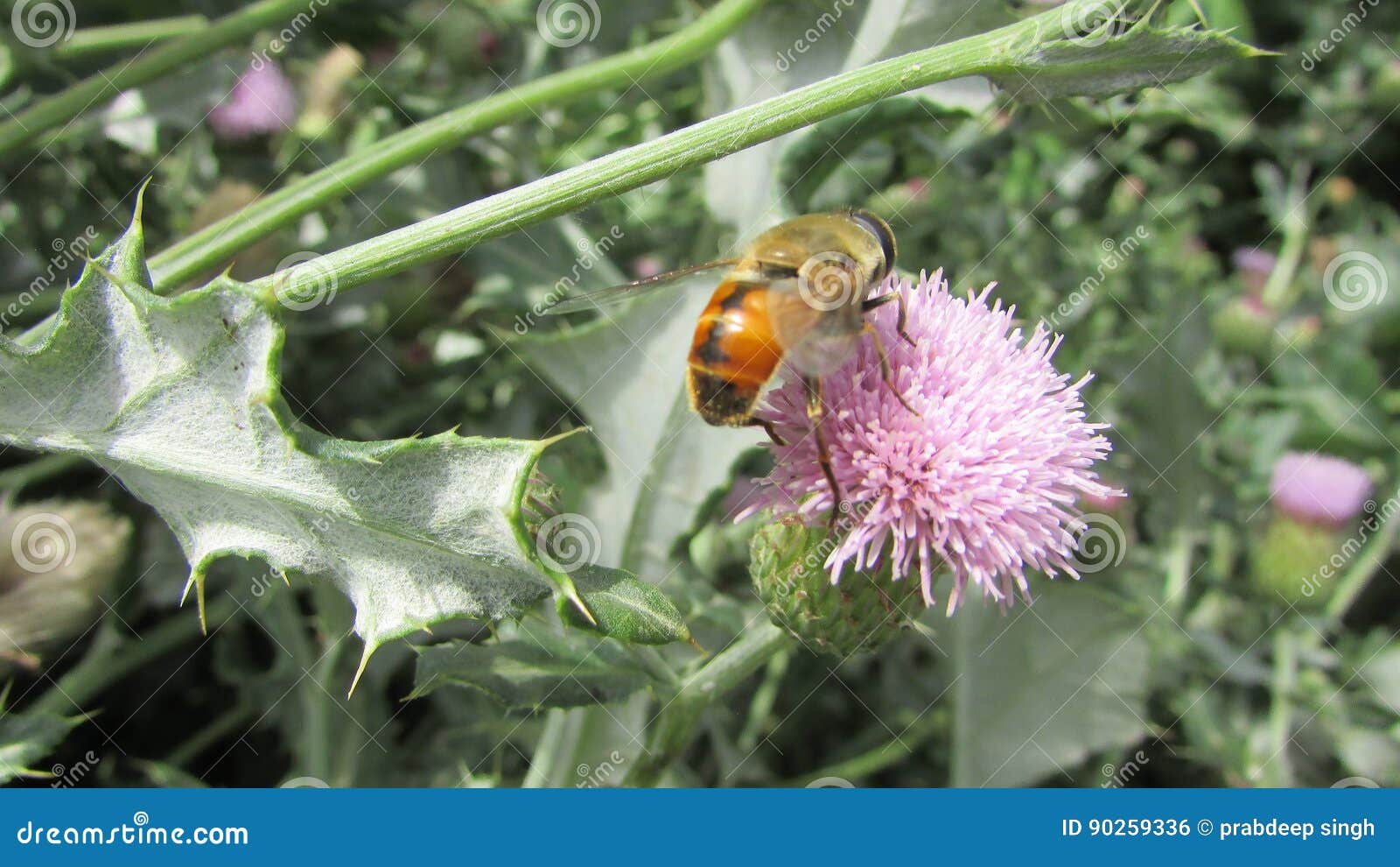 Honny Bee Stock Photos - Free & Royalty-Free Stock Photos from Dreamstime