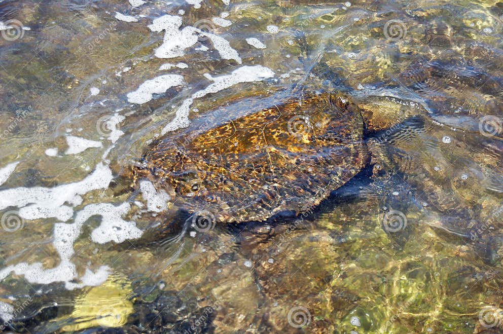 Hono, green sea turtle stock image. Image of hawaii, amphibian - 27997533
