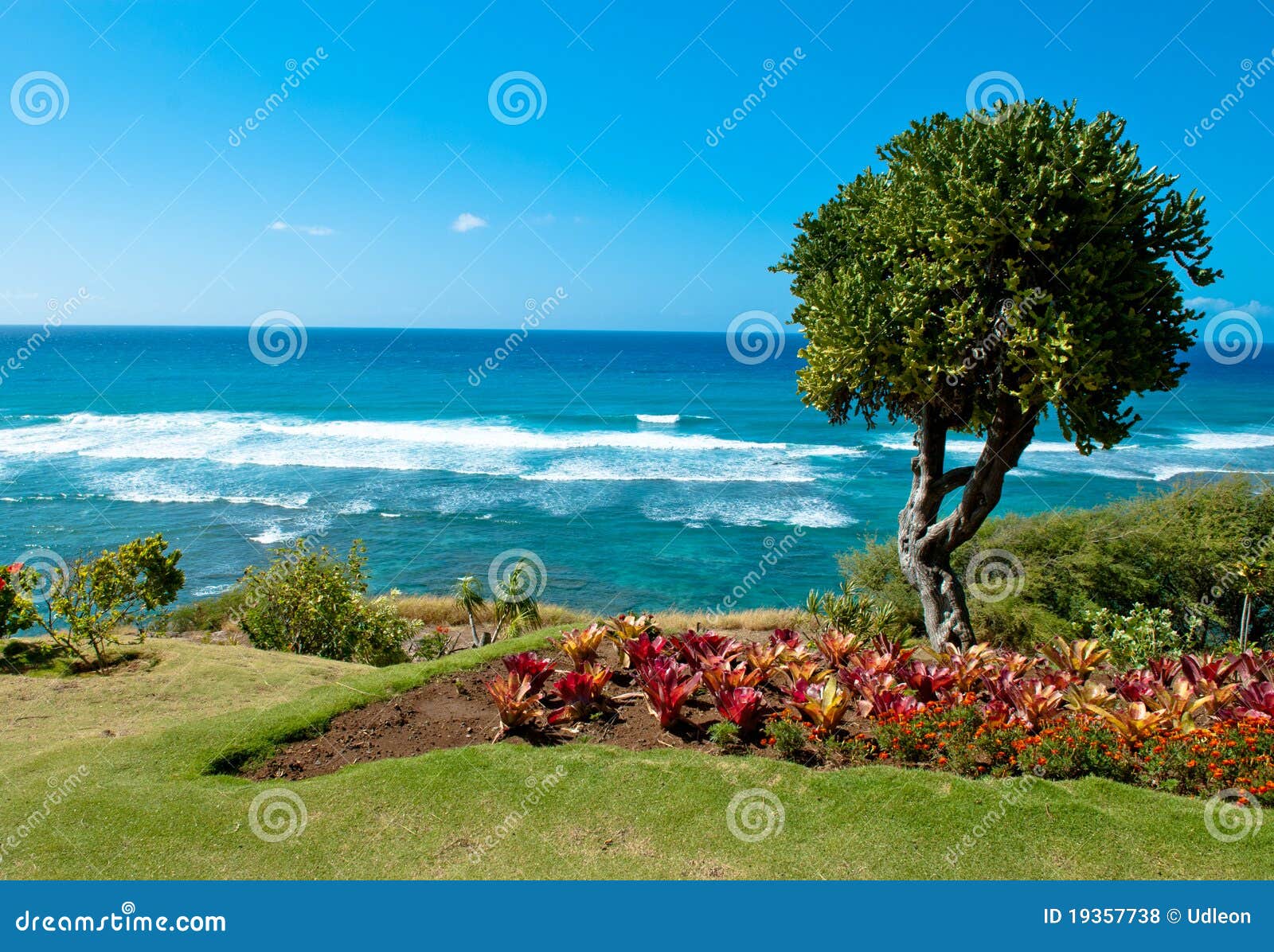 Honolulu beach tree stock photo. Image of flower, tree - 19357738