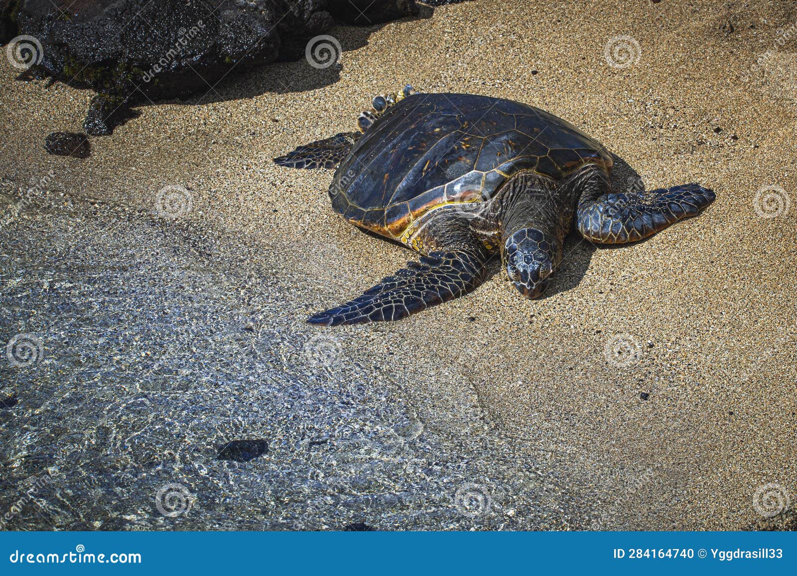 Honu or Green Sea Turtle Resting on a Sand Beach Stock Photo - Image of ...