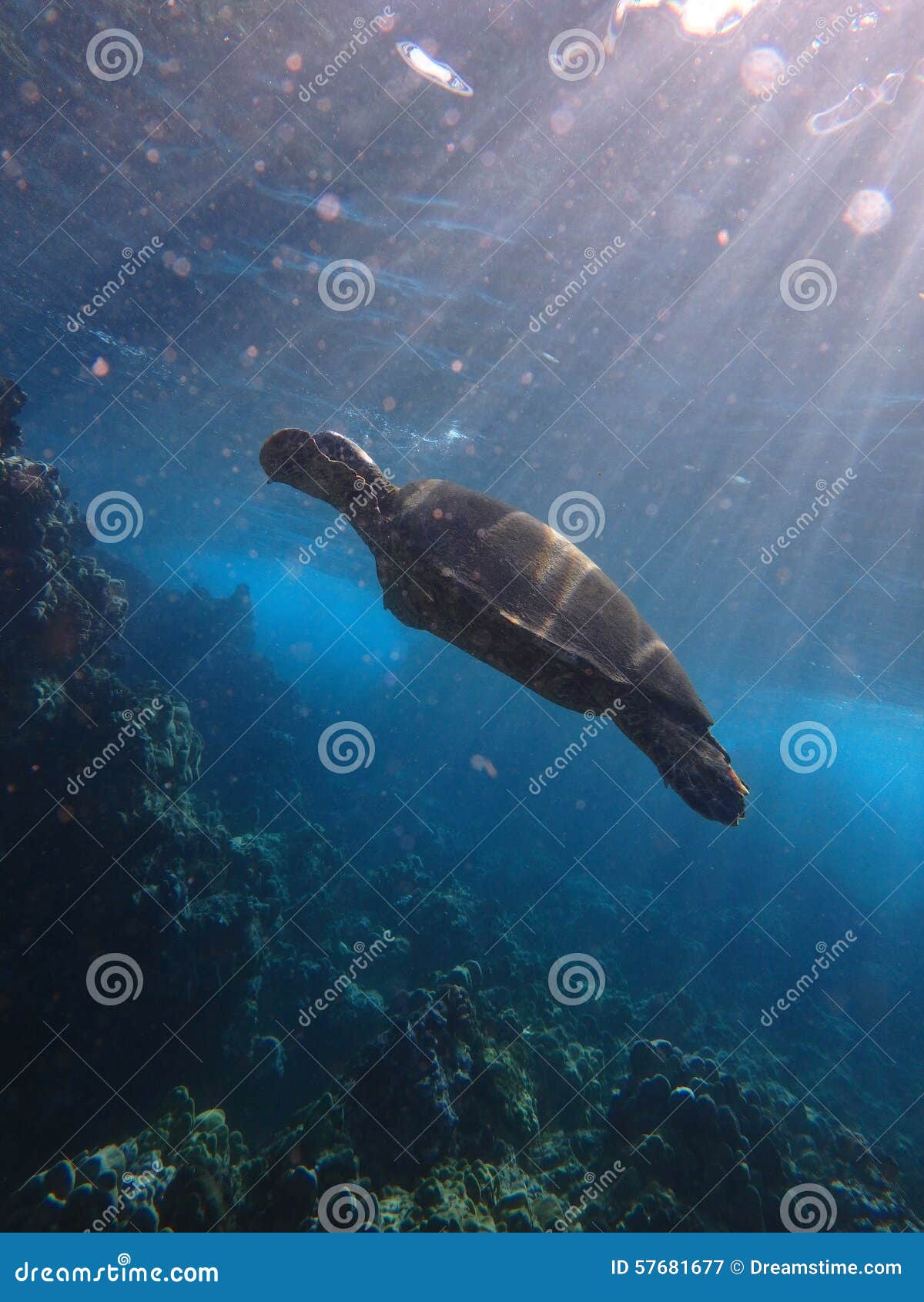 Honu Hawaii stock image. Image of athens, waters, baby - 57681677