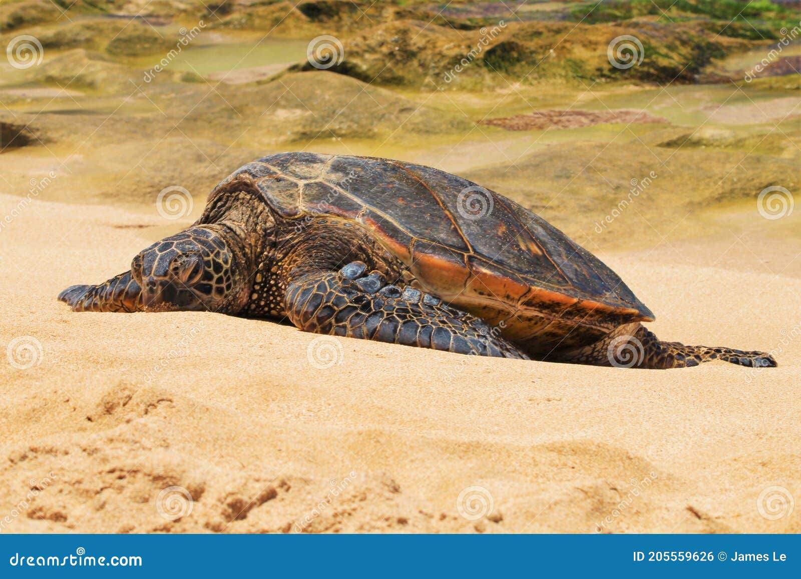 Honu & X28;Turtle& X29; on the Beach 1 Stock Photo - Image of wildlife ...