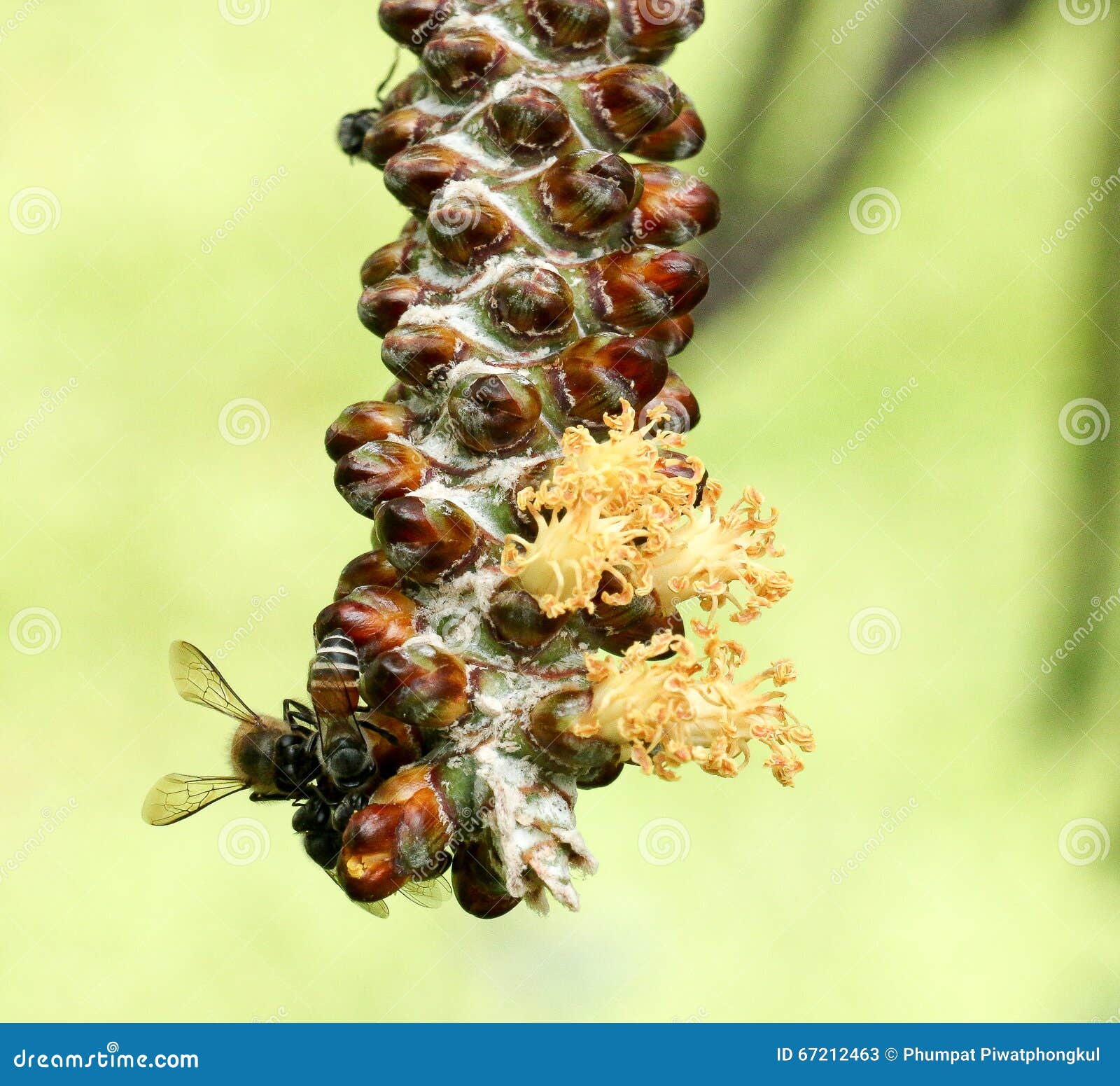 Hony make form tree. stock image. Image of tree, nature - 67212463