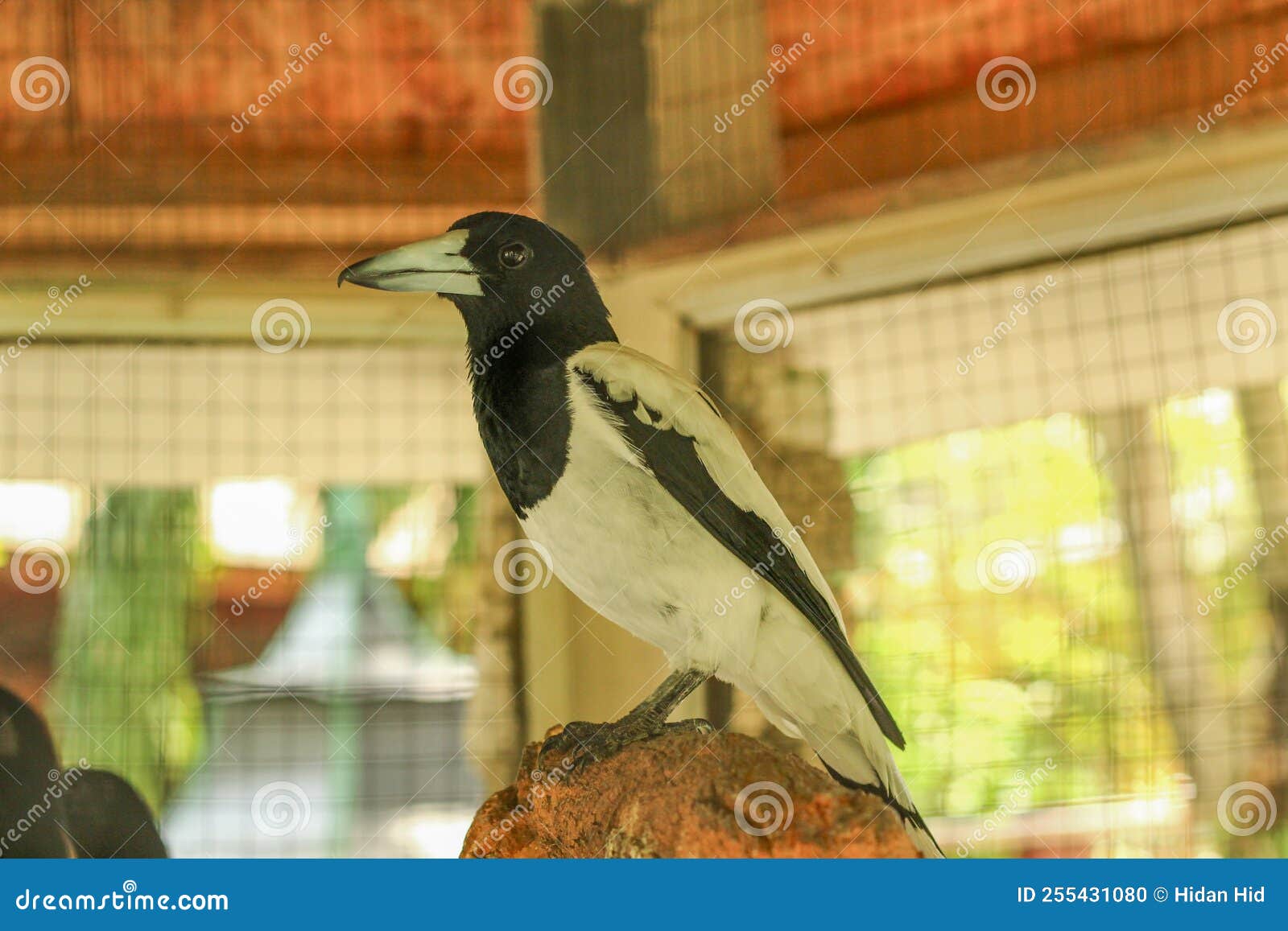 The Hooded Butcherbird Facing Left Stock Photo - Image of foliage ...
