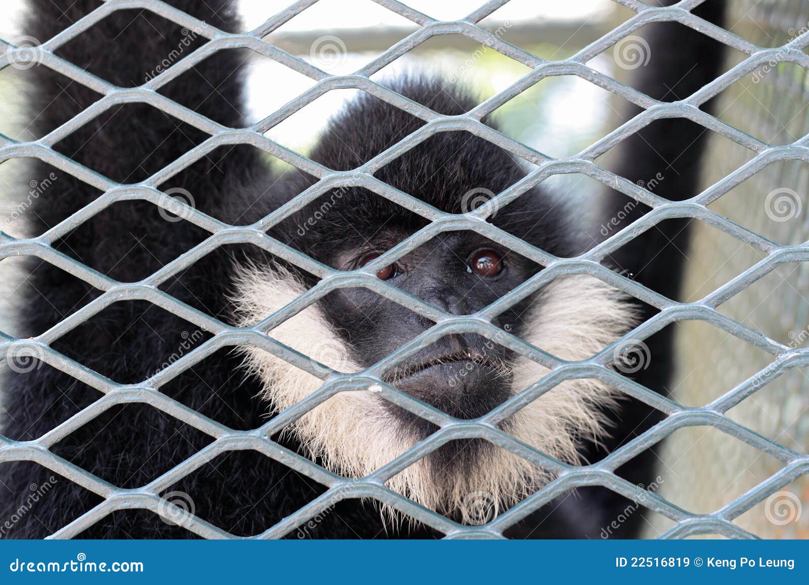 Hooded Capuchin Monkey stock image. Image of hooded, city - 22516819