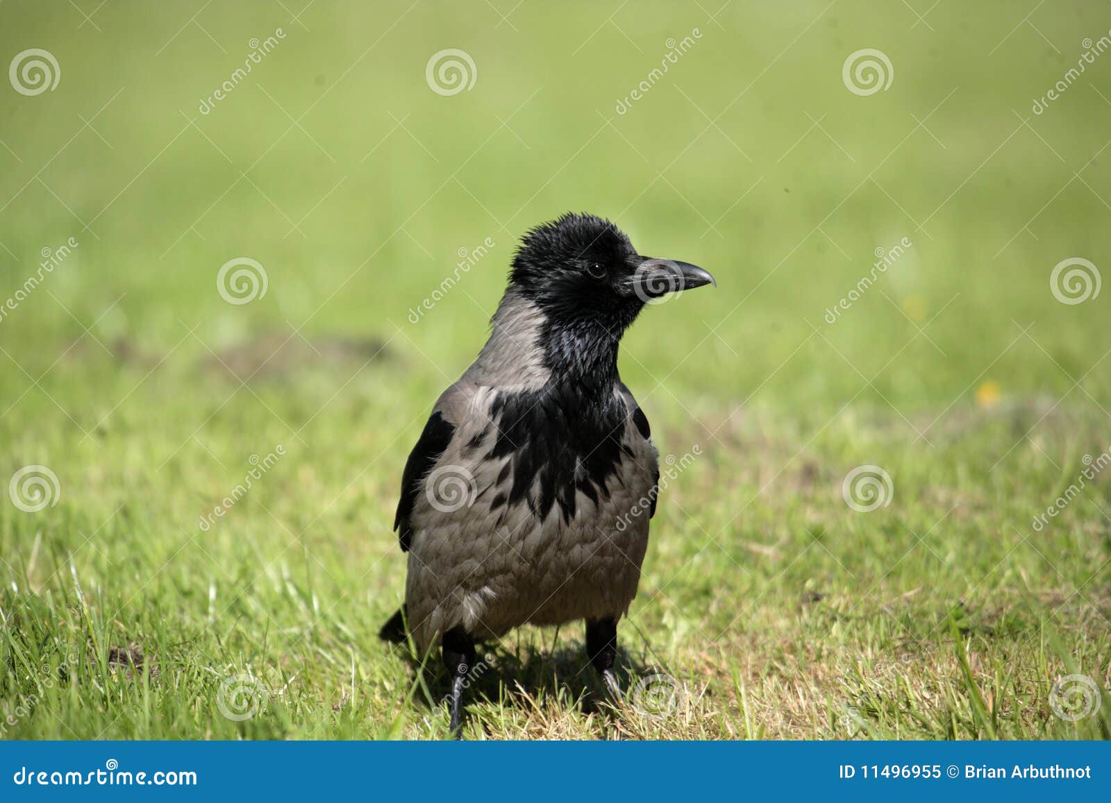 A hooded crow. stock image. Image of hooded, black, large - 11496955
